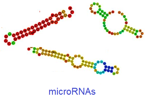 Home | Mirna Body Map